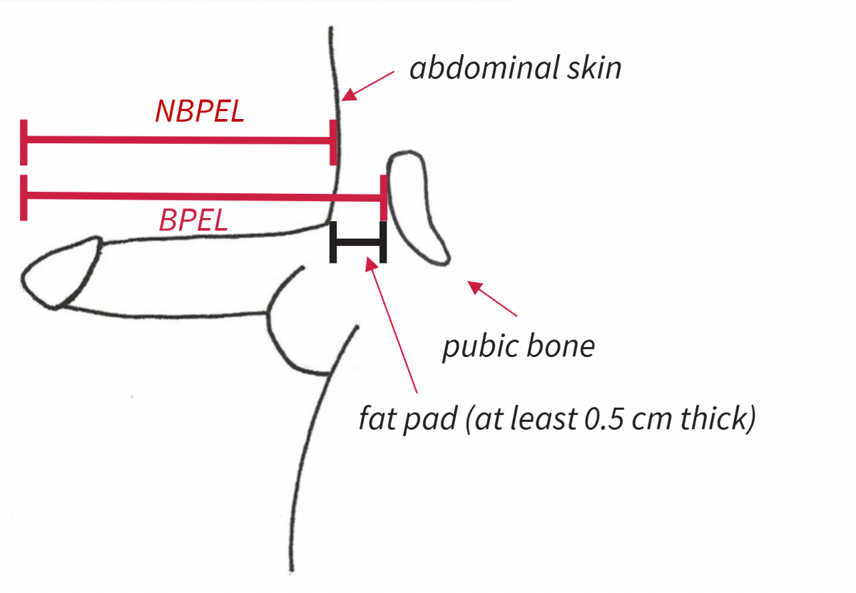 What penis size do women prefer? - SIZE FOR YOU